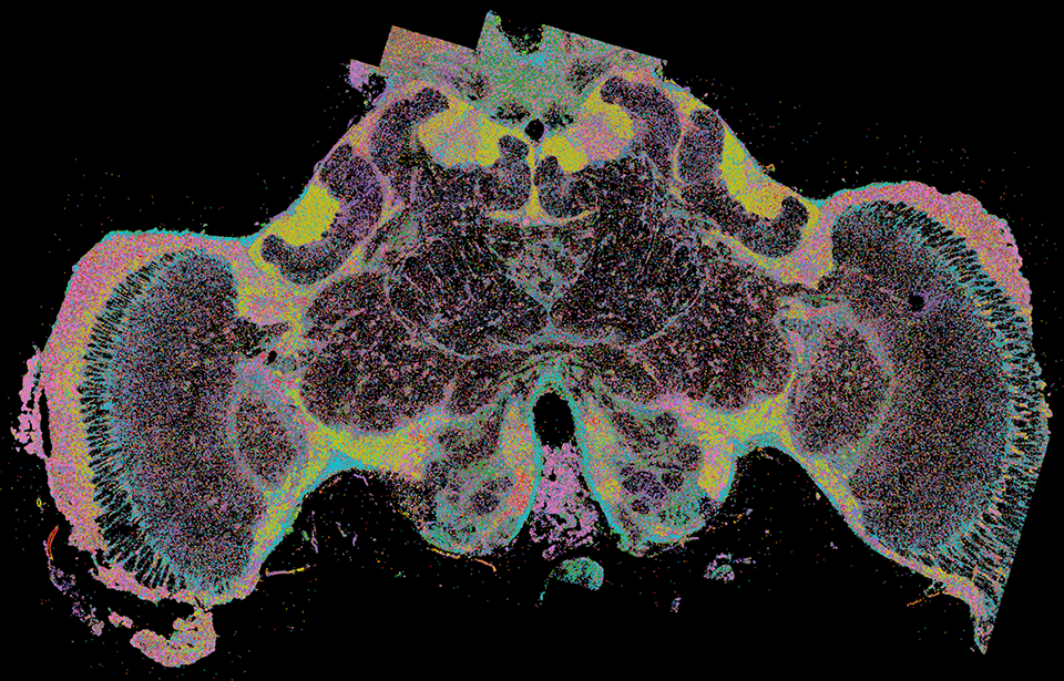 Intracellular Spatial Transcriptomic Analysis Toolkit Instant